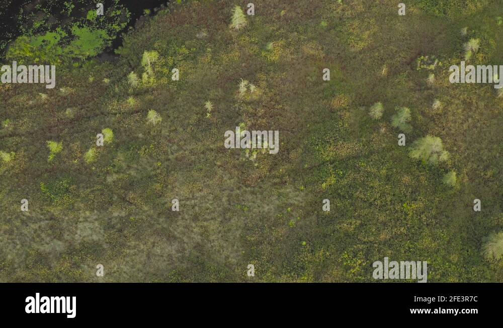 Algae in swamp Stock Videos & Footage - HD and 4K Video Clips - Alamy