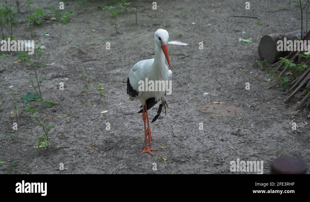 Broken zoo Stock Videos & Footage - HD and 4K Video Clips - Alamy