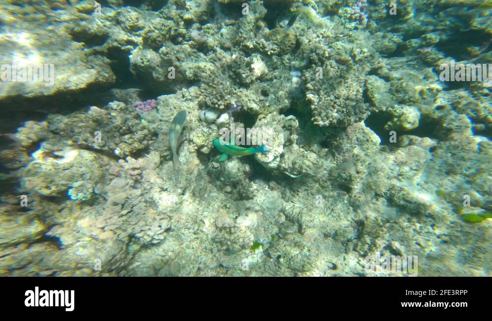 Australian fish Stock Videos & Footage - HD and 4K Video Clips - Alamy