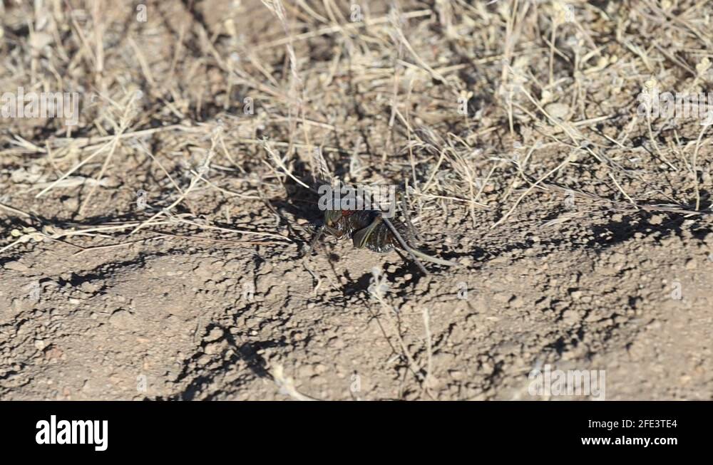 Mormon migration Stock Videos & Footage - HD and 4K Video Clips - Alamy