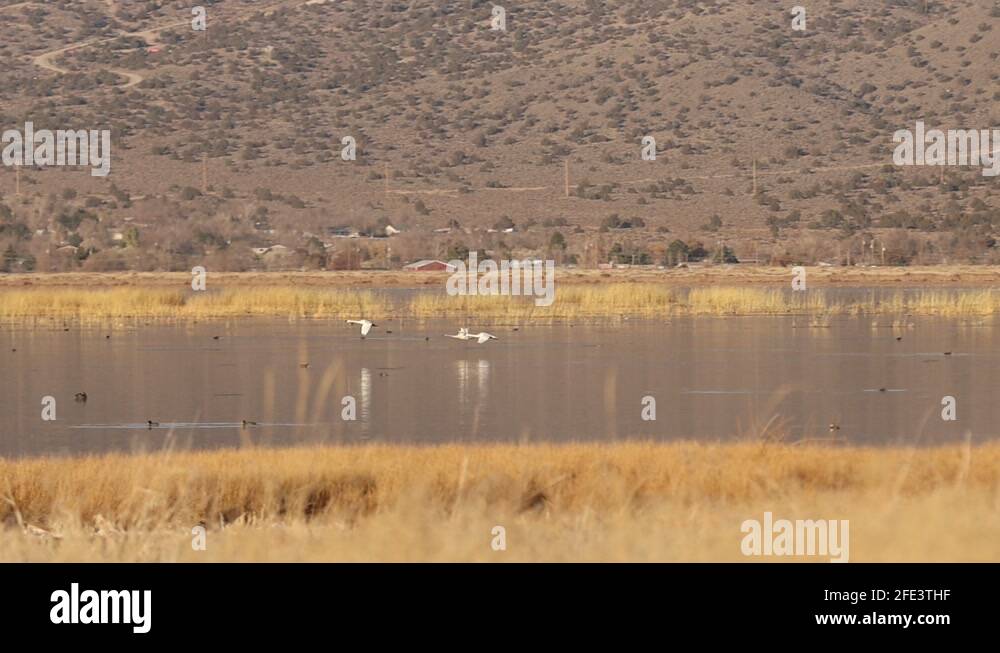 Tundra swan migration Stock Videos & Footage - HD and 4K Video Clips ...