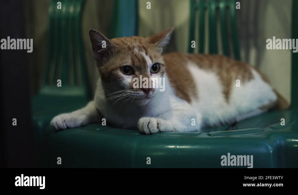 Feral tom cat Stock Videos & Footage - HD and 4K Video Clips - Alamy