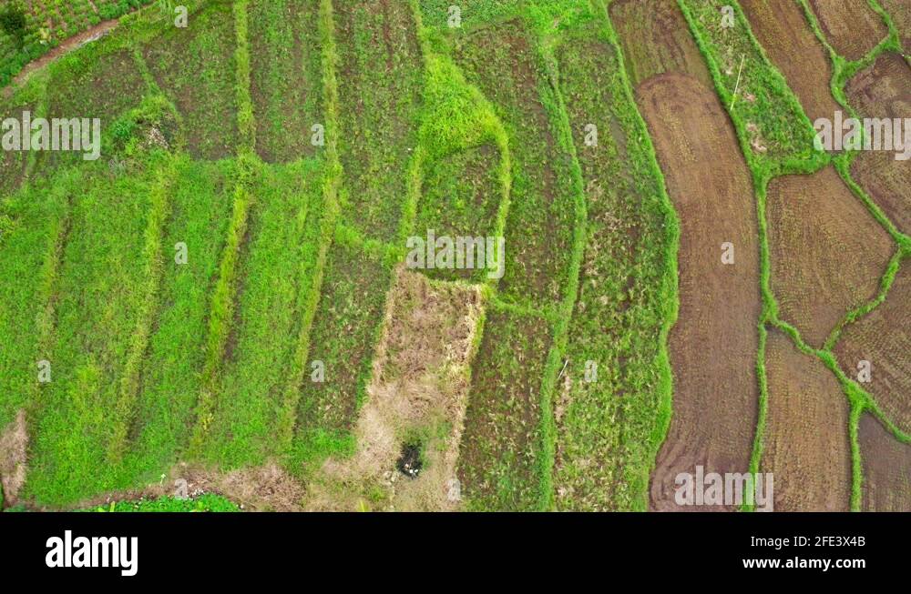 Green rice field in philippine Stock Videos & Footage - HD and 4K Video ...
