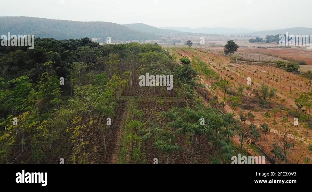 Deforestation - Trees Reduced To Convert Forest Into Farmland In Stock ...