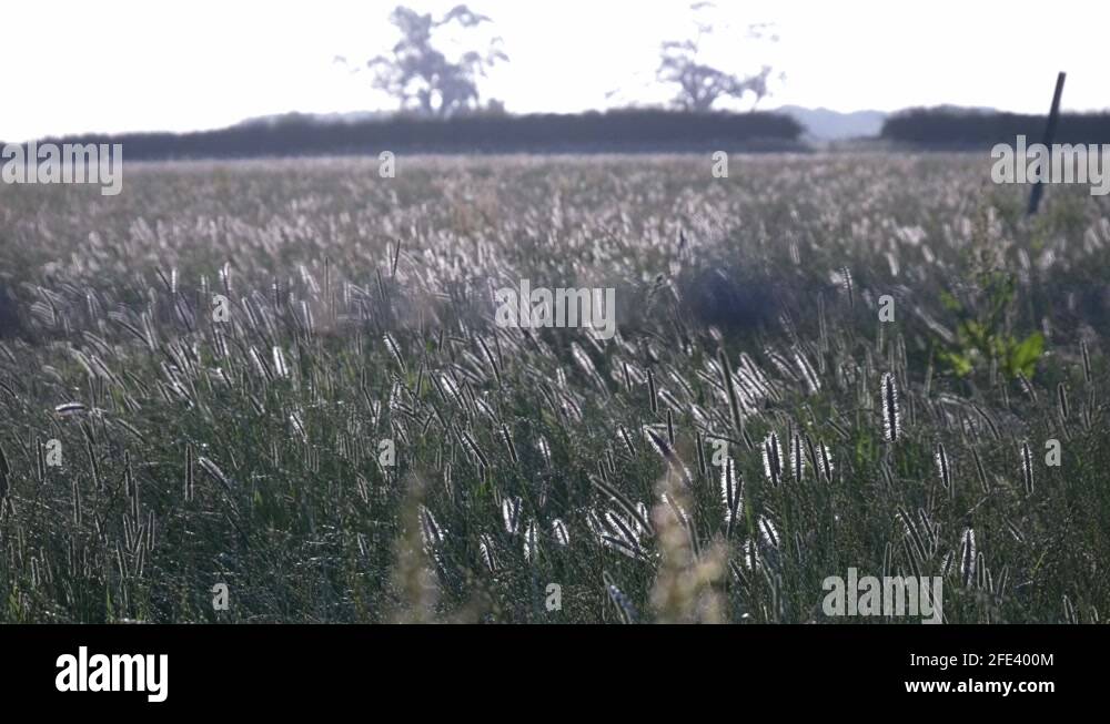 British flying insects Stock Videos & Footage - HD and 4K Video Clips ...