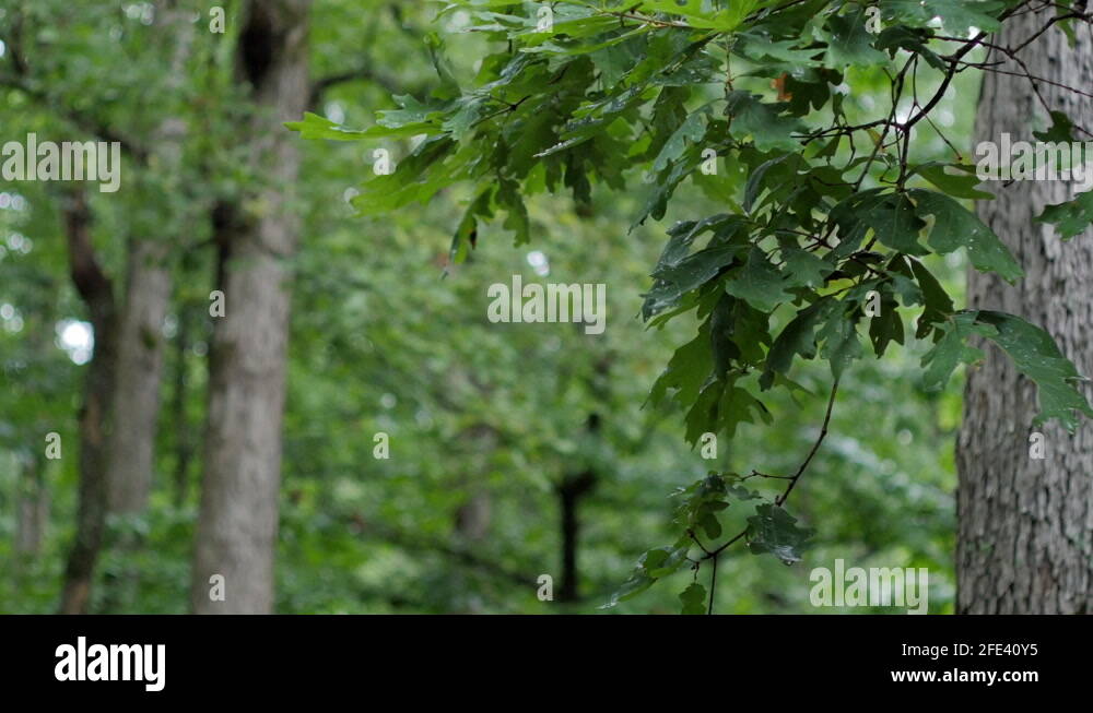 Woods after rain Stock Videos & Footage - HD and 4K Video Clips - Alamy