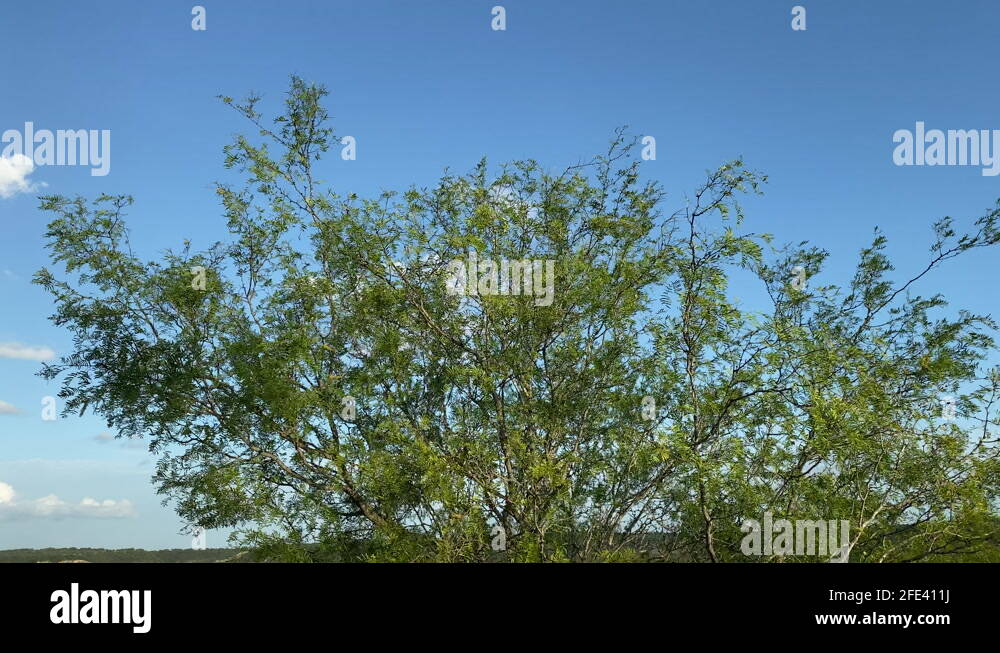 Shrubby trees Stock Videos & Footage - HD and 4K Video Clips - Alamy