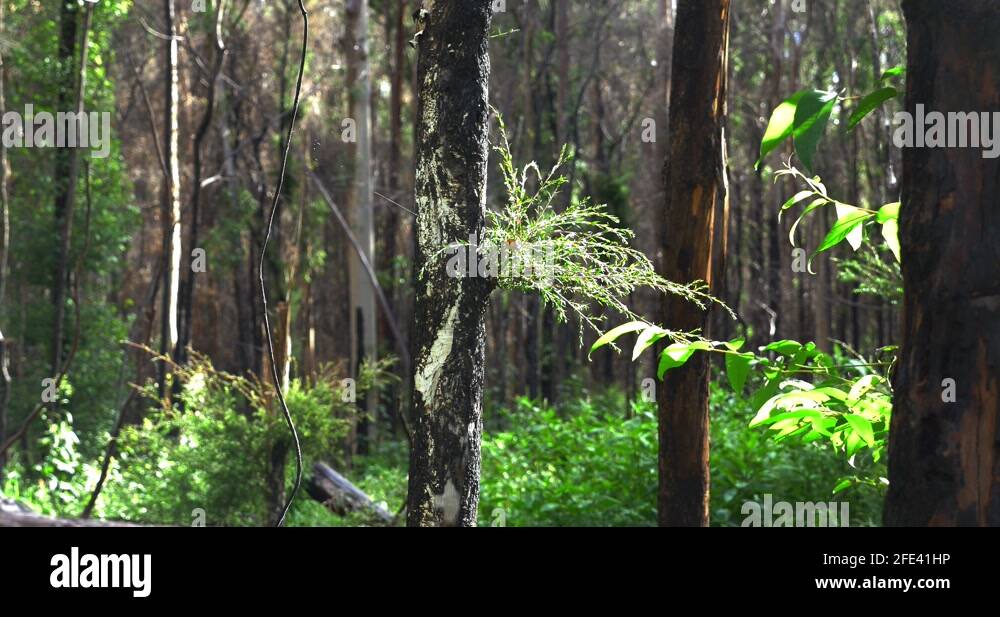 The beautiful Australian forest regrowing after the devastating forest ...