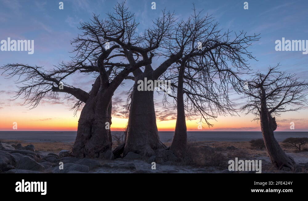 Beautiful Sunrise Behind The Baobab Trees In Kubu Island, Makgadikgadi ...
