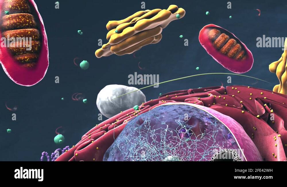 Components of Eukaryotic cell, nucleus and organelles and reticulum ...