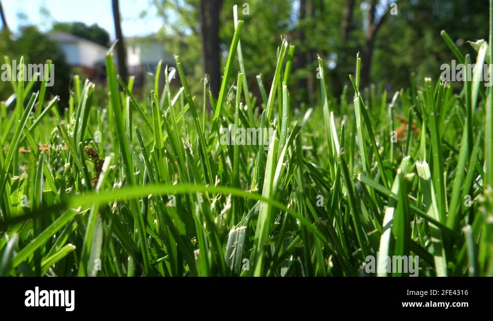 Low angle grass Stock Videos & Footage - HD and 4K Video Clips - Alamy