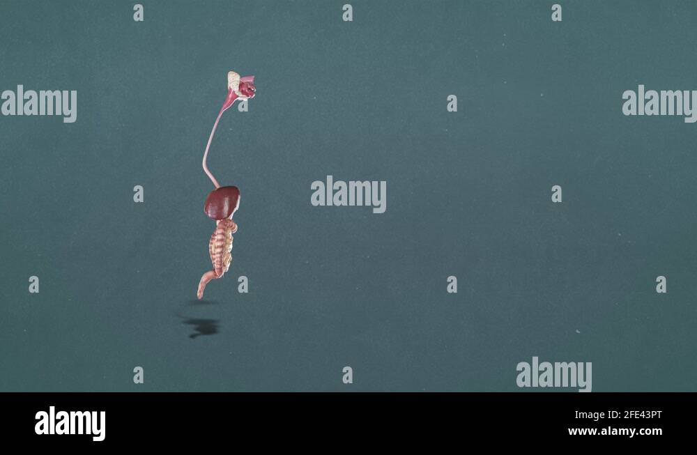 Human digestive system rotation perfect loop 3d animation Stock Video ...