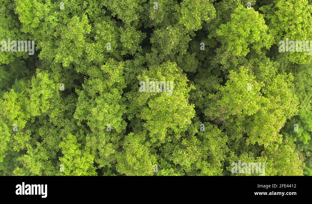 Teak tree forest Stock Videos & Footage - HD and 4K Video Clips - Alamy