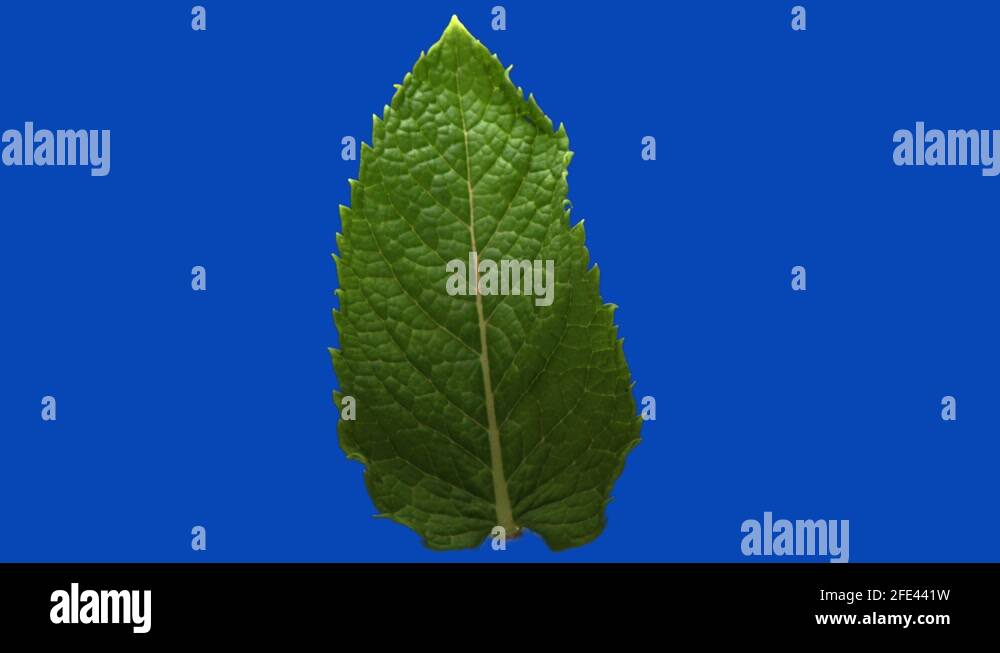 Rolling a leaf Stock Videos & Footage - HD and 4K Video Clips - Alamy