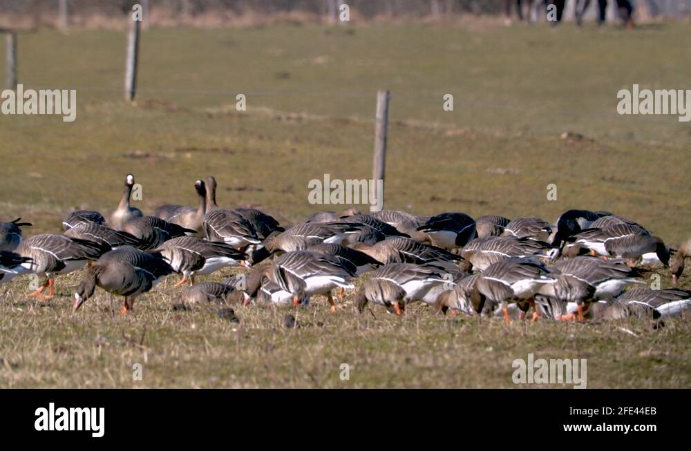 Laughing goose Stock Videos & Footage - HD and 4K Video Clips - Alamy