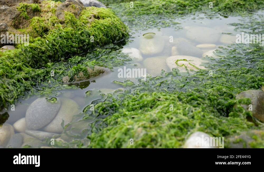 Rock pool ecosystem Stock Videos & Footage - HD and 4K Video Clips - Alamy