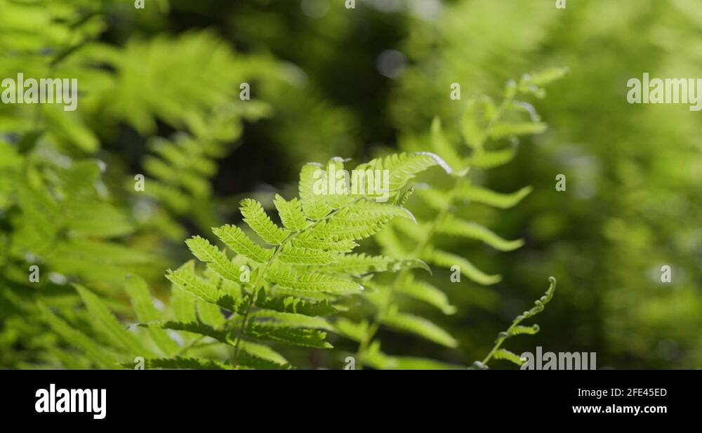 Flora of ferns Stock Videos & Footage - HD and 4K Video Clips - Alamy