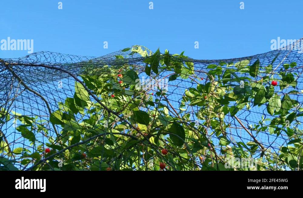 Cherry tree net Stock Videos & Footage - HD and 4K Video Clips - Alamy