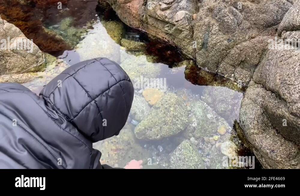 Tide pool explorations. Boy looking into a shallow pool of sea water ...