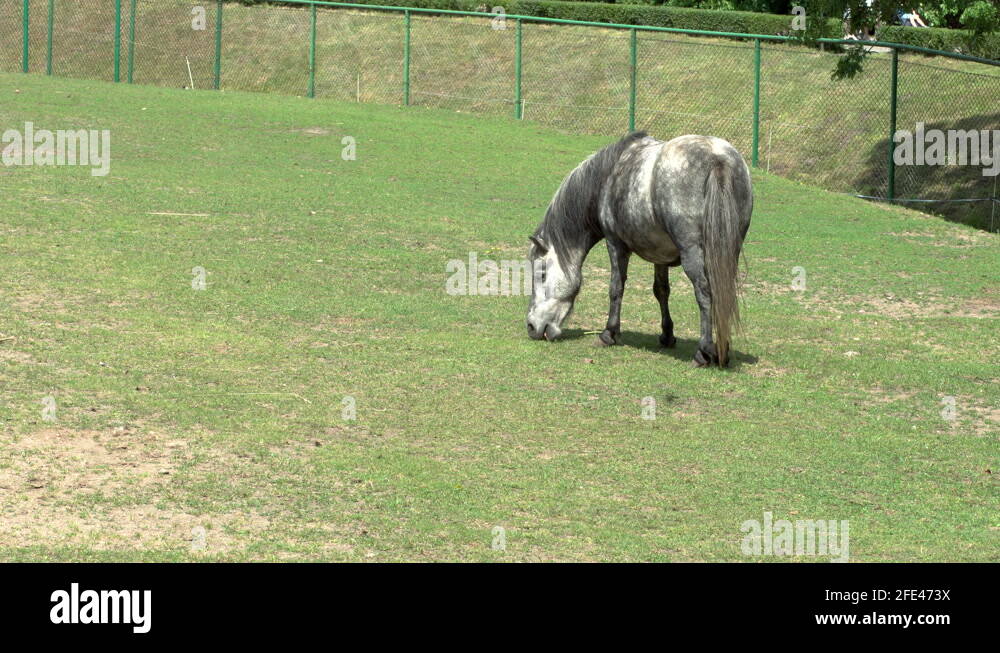 Horse spotted coat Stock Videos & Footage - HD and 4K Video Clips - Alamy