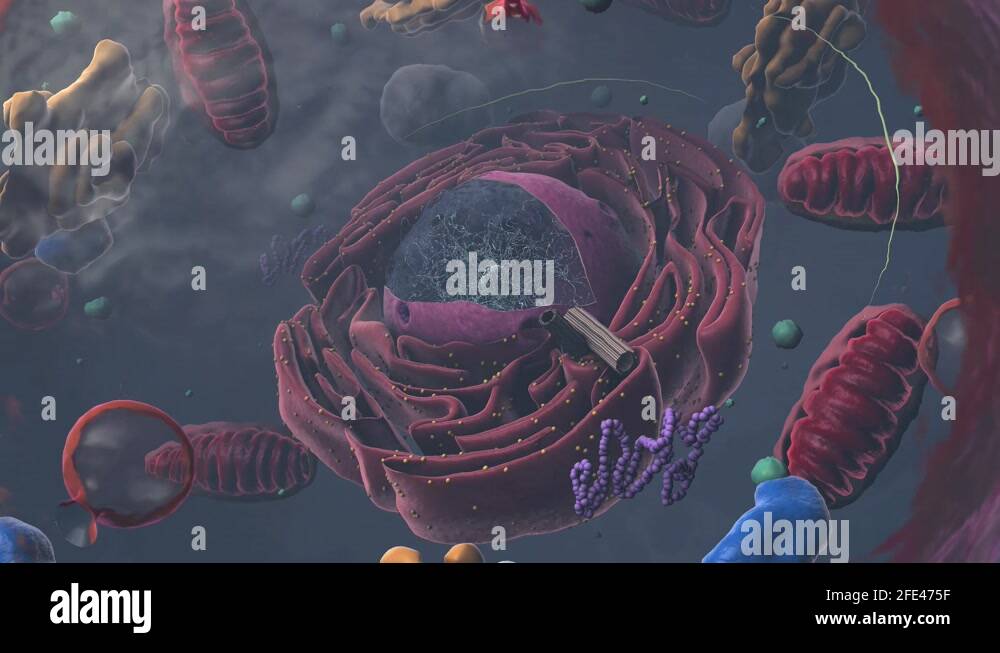 Components of Eukaryotic cell, nucleus and organelles and reticulum ...