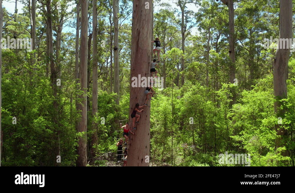 Line of tall tree Stock Videos & Footage - HD and 4K Video Clips - Alamy