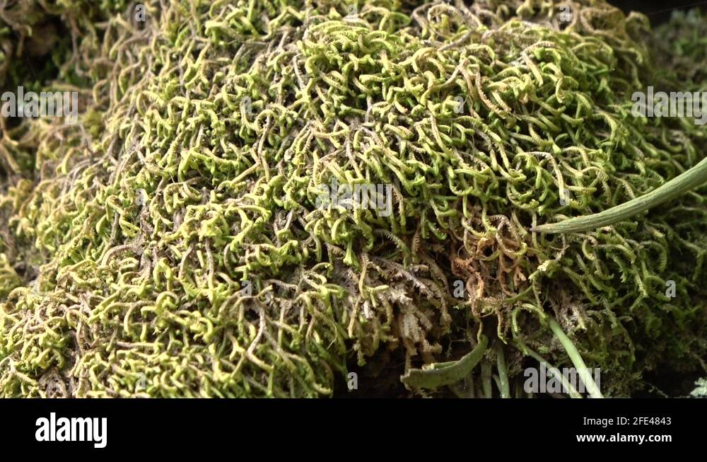 Stunted forest Stock Videos & Footage - HD and 4K Video Clips - Alamy