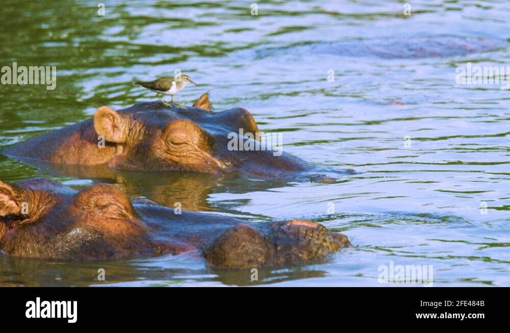 Piper head Stock Videos & Footage - HD and 4K Video Clips - Alamy