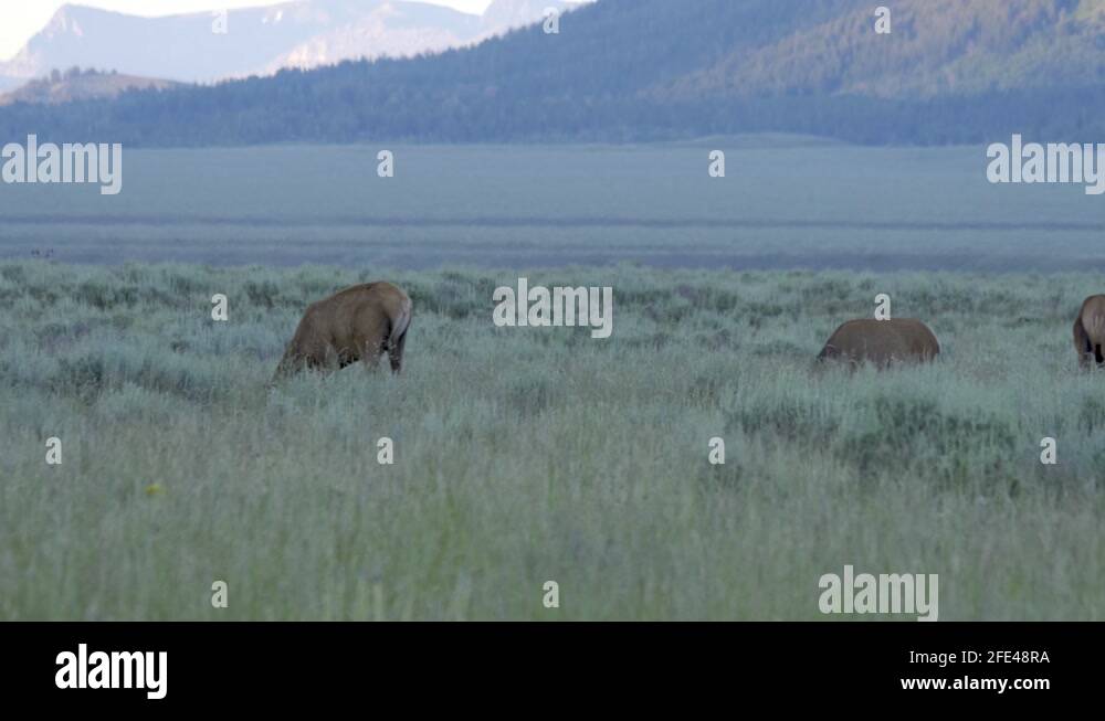 Young bull spike elk in velvet eating grass in a mountain meadow at ...