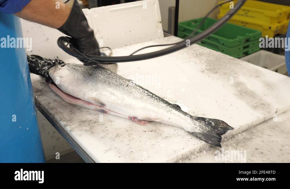 Cleaning the skin of a salmon fish in a restaurant kitchen with a ...