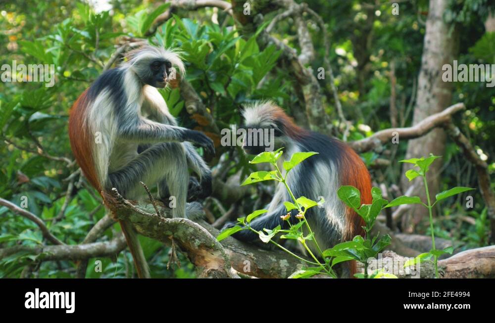 Monkey couple Stock Videos & Footage - HD and 4K Video Clips - Alamy