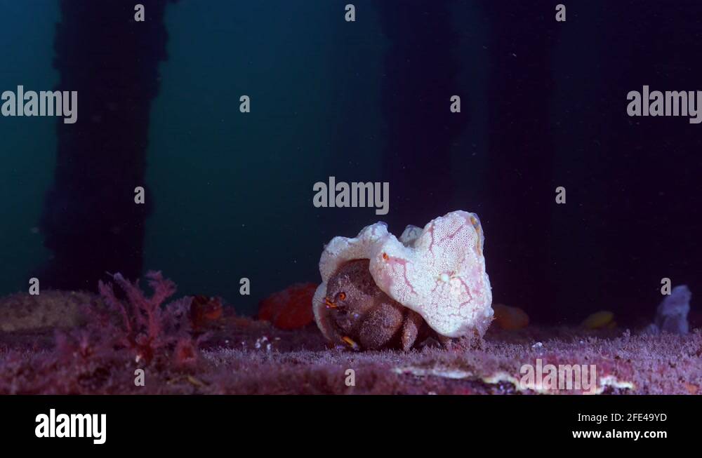 Southern sponge crab Stock Videos & Footage - HD and 4K Video Clips - Alamy