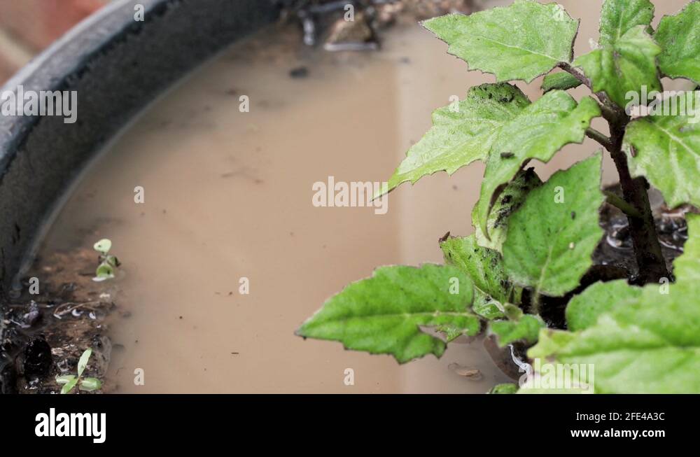 Wet dirt in pot Stock Videos & Footage - HD and 4K Video Clips - Alamy