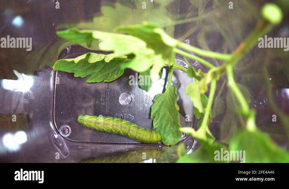 Artificial worm Stock Videos & Footage - HD and 4K Video Clips - Alamy
