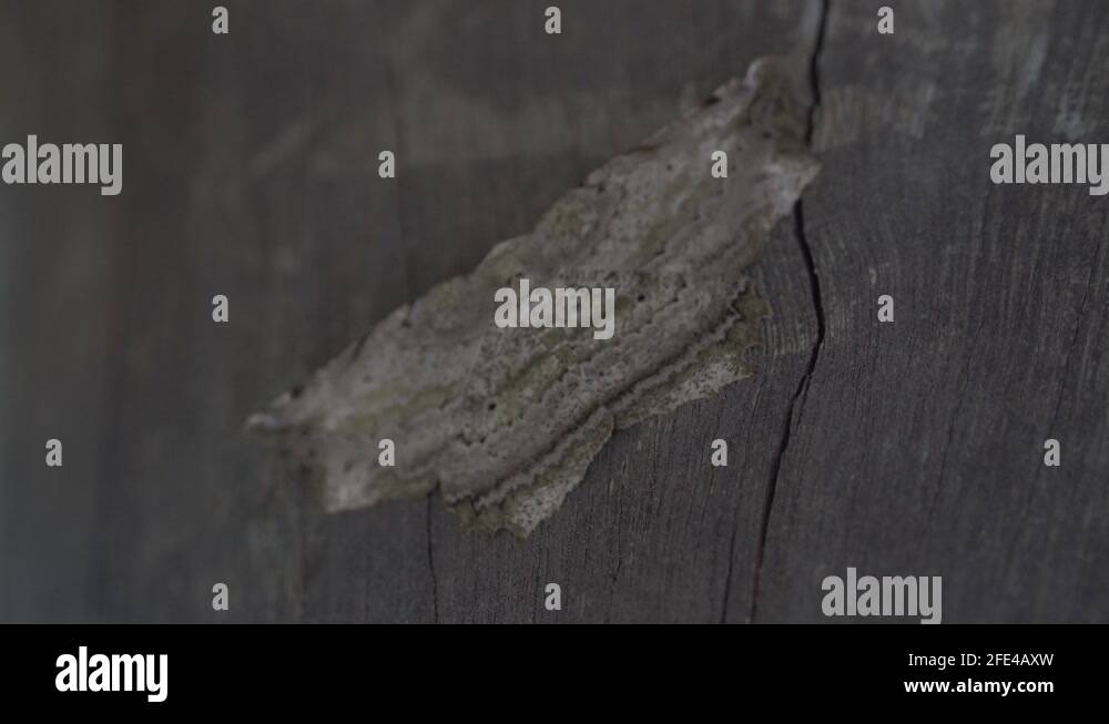 Tree disguise camouflage Stock Videos & Footage - HD and 4K Video Clips ...