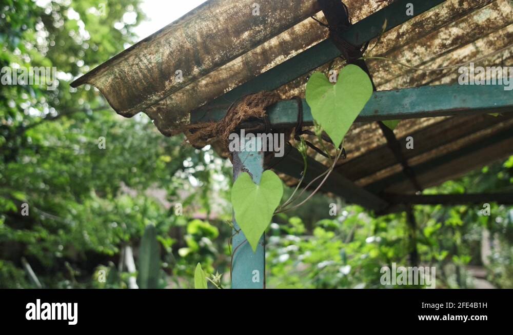 Vine structure Stock Videos & Footage - HD and 4K Video Clips - Alamy