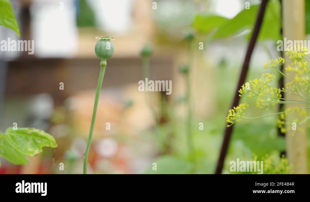Poppy cultivation Stock Videos & Footage - HD and 4K Video Clips - Alamy