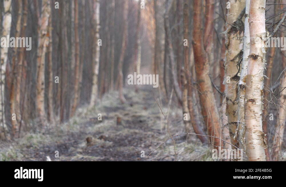 Transformation nature Stock Videos & Footage - HD and 4K Video Clips ...