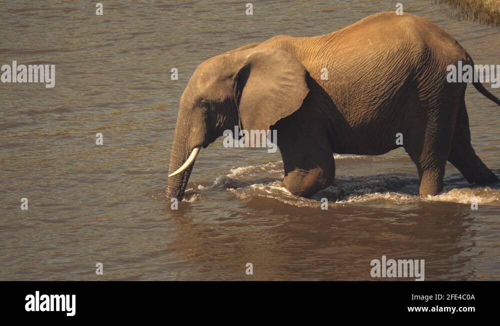 Elephant swim Stock Videos & Footage - HD and 4K Video Clips - Alamy