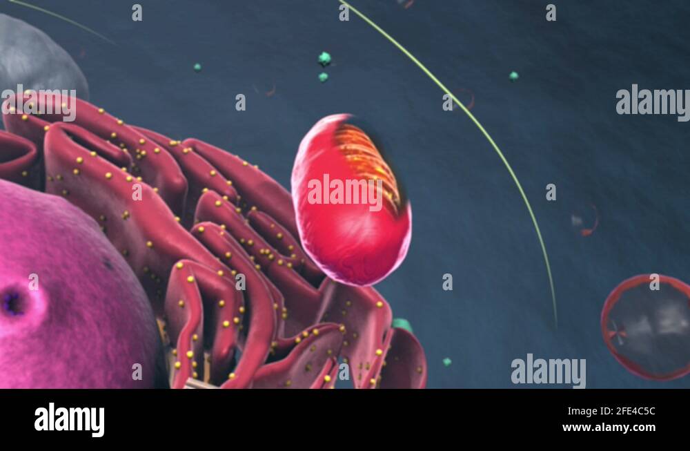 Cell membrane illustration Stock Videos & Footage - HD and 4K Video ...