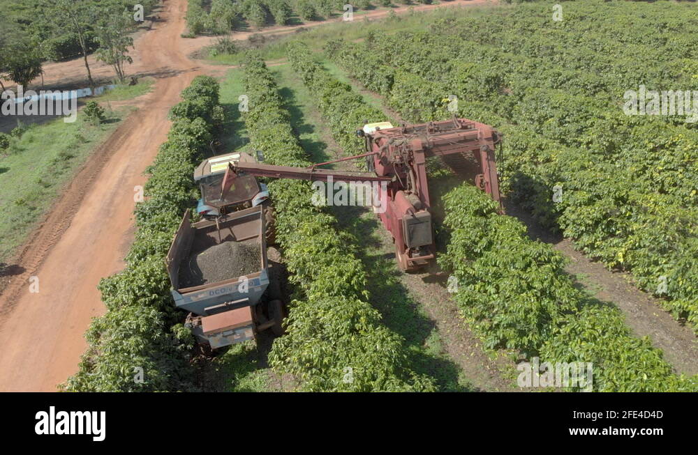 Brazil plantation Stock Videos & Footage - HD and 4K Video Clips - Alamy