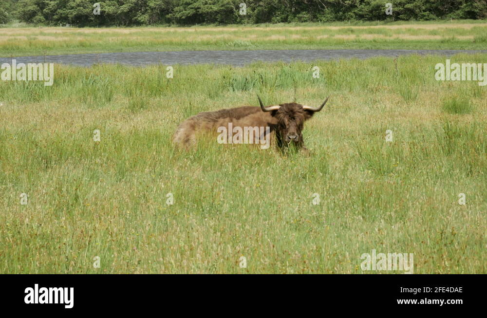 Highland cow windy Stock Videos & Footage - HD and 4K Video Clips - Alamy
