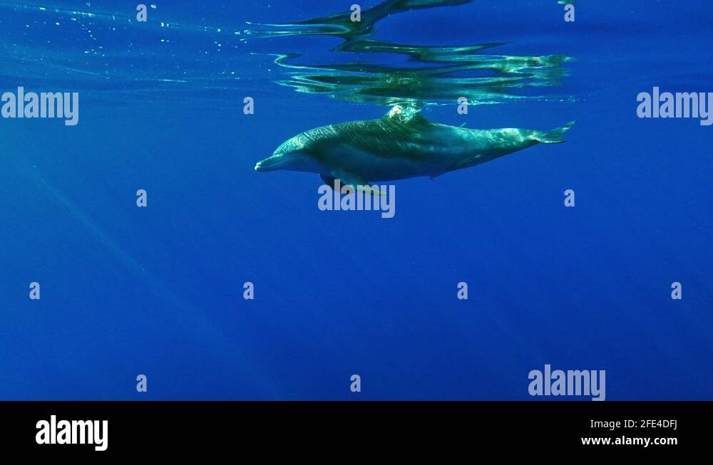 Portrait of swimming bottlenose dolphin Stock Videos & Footage - HD and ...