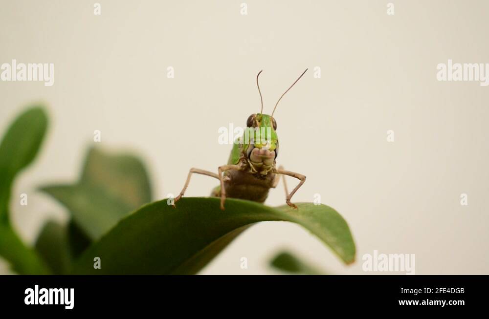 Desert locust plague Stock Videos & Footage - HD and 4K Video Clips - Alamy