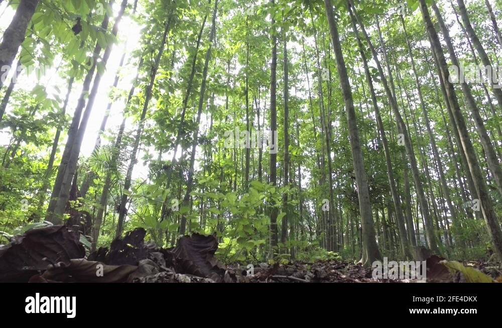 Tropical dry forest path Stock Videos & Footage - HD and 4K Video Clips ...