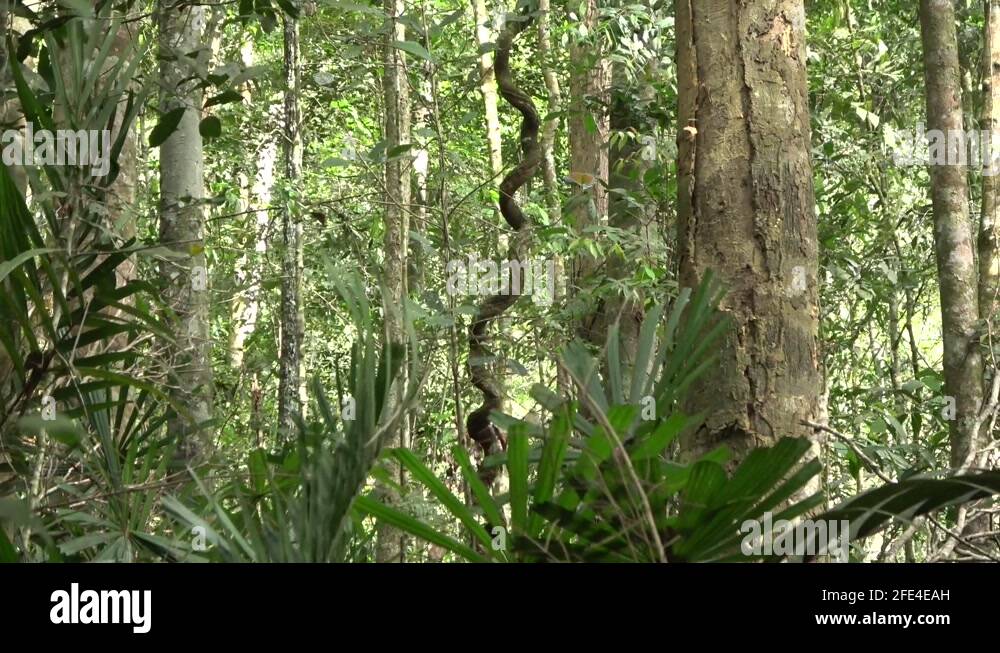 Lower montane forest Stock Videos & Footage - HD and 4K Video Clips - Alamy