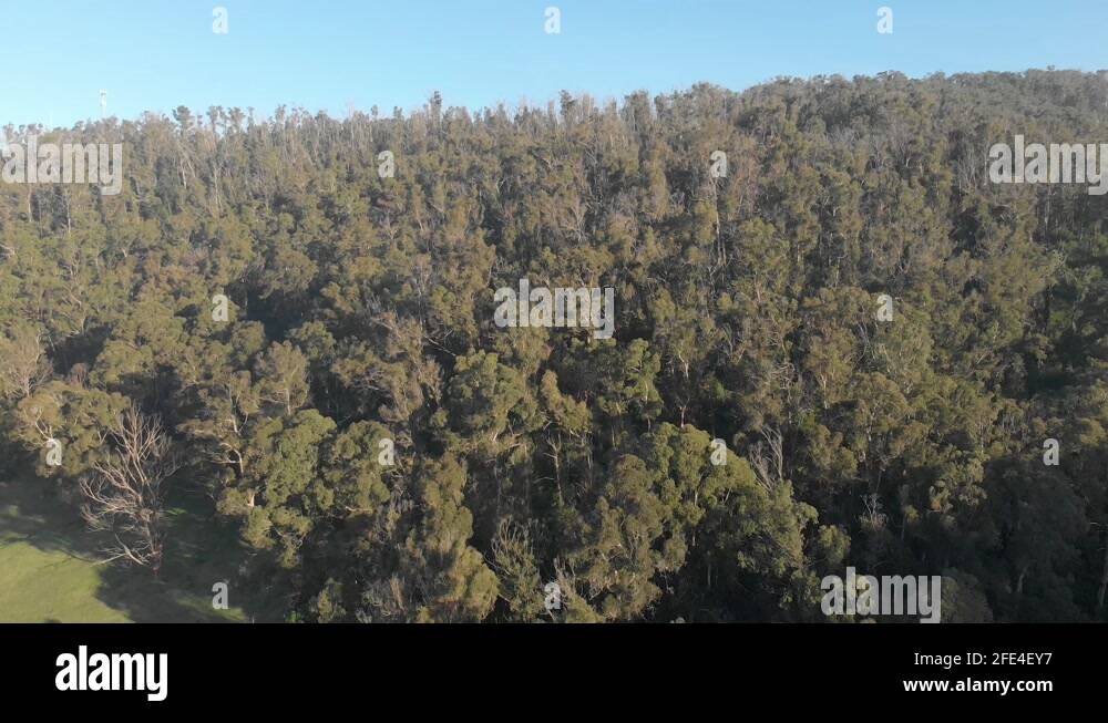 Eucalyptus eucalyptus ranges Stock Videos & Footage - HD and 4K Video ...