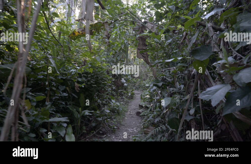 Walking a small path through the tropical dense Amazon rainforest of ...