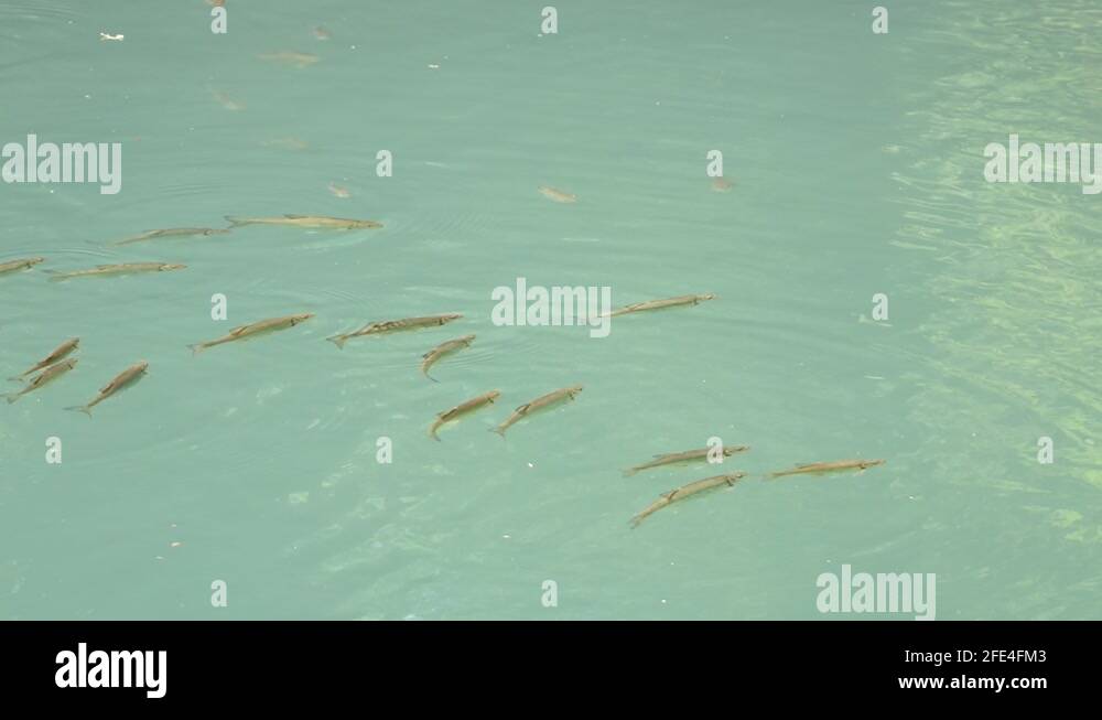 Breeding fish Stock Videos & Footage - HD and 4K Video Clips - Alamy