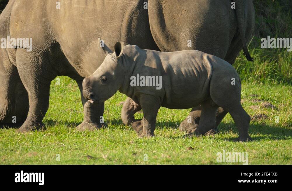Little rhino Stock Videos & Footage - HD and 4K Video Clips - Alamy